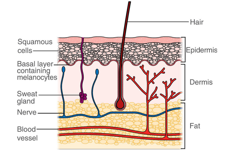 Skin cancer | NHS inform